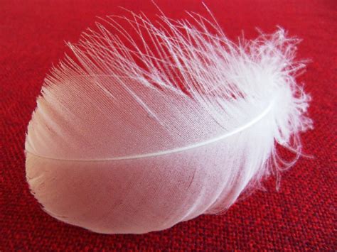 67 Not Out White Feathers After Someone Dies