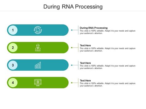 During RNA Processing Ppt Powerpoint Presentation Portfolio Example Cpb Presentation Graphics
