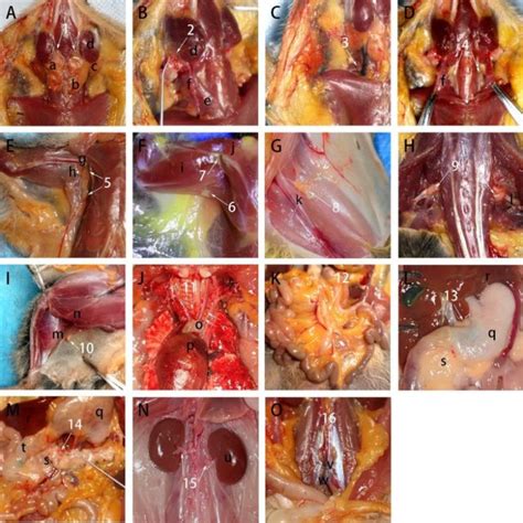 Nomenclature Of Lymph Nodes Based On Their Locations And The Specific Download Scientific