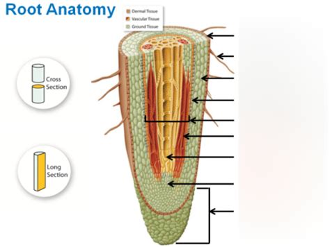 Root Anatomy Not Zones Layers Diagram Quizlet
