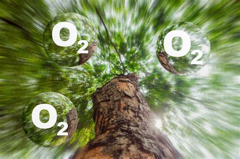 Trees Emit O2 Oxygen Gas In The Middle Of A Lush Forest Natural Air Purification Process
