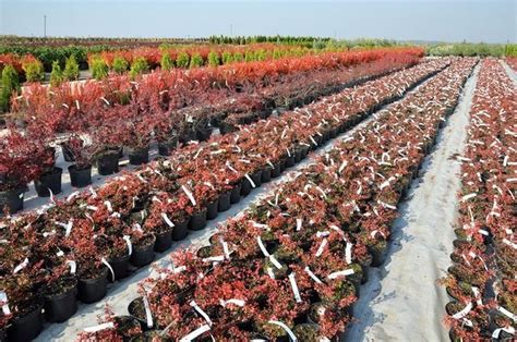 Гавриш, питомники