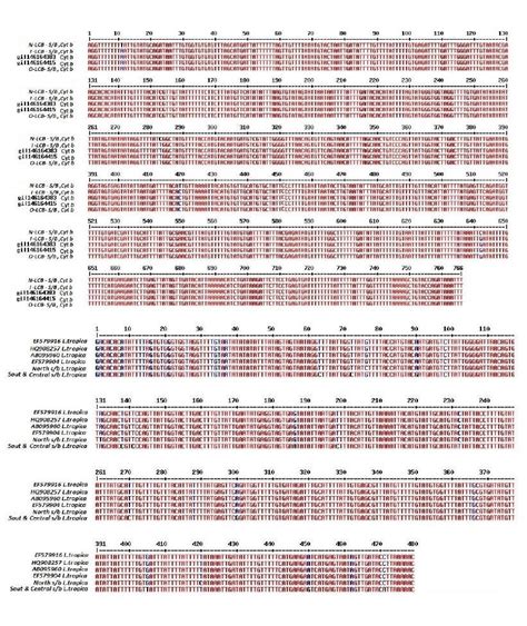 Results Of Sequencing And Sequence Analysis Download Scientific Diagram