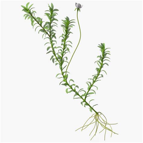 Elodea Plant Young 3d Model 29 3ds Blend C4d Fbx Max Ma Lxo