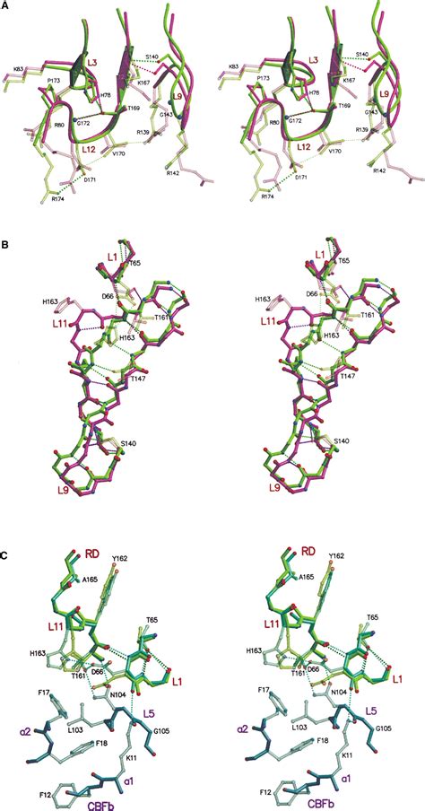 Dna Recognition By The Runx1 Transcription Factor Is Mediated By An