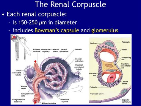 Ppt Chapter 26 The Urinary System Powerpoint Presentation Free