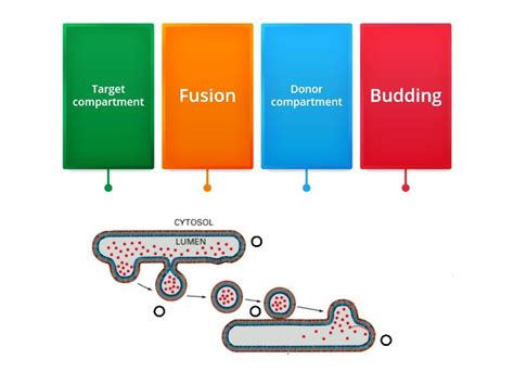 Secretory Pathway Labelled Diagram