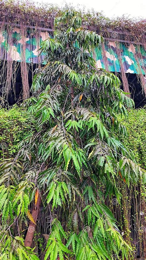Tree On The Side Of The Factory Road Stock Image Image Of Factory