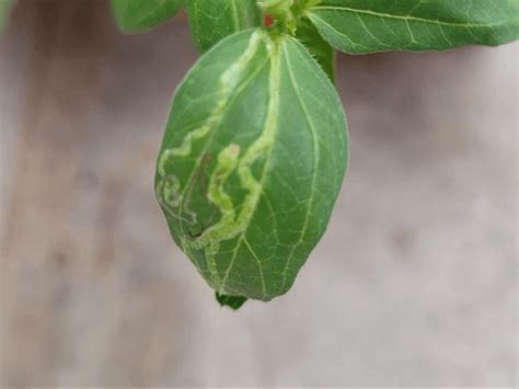 Leaf Pest Or Infection Rgardening