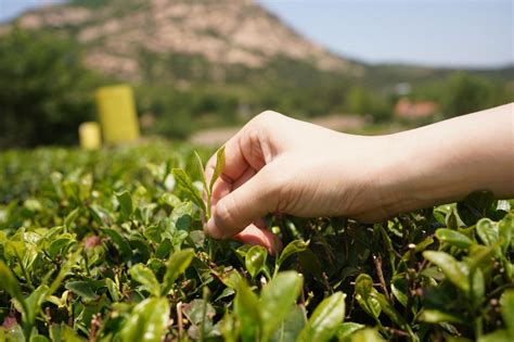 学院茶艺与茶文化工作室联合企业开展茶山游暨崂山绿茶采制活动