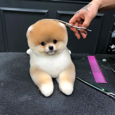 Discover 20 Pom Cut And Pomeranian Puppy Ideas On This Pinterest Board