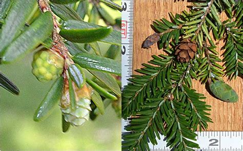 Eastern Hemlock Cones Eastern Hemlock Pinaceae Tsuga Canadensis L