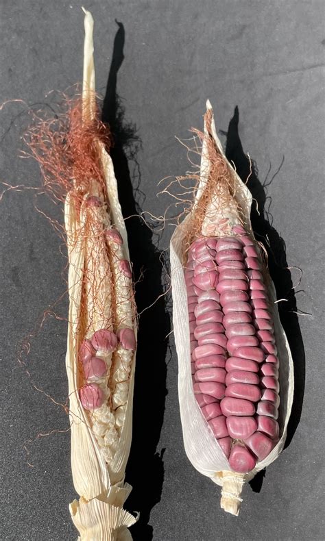 Nitrogen Fixing Corn Zea Mays Sustainable Bioresources Llc