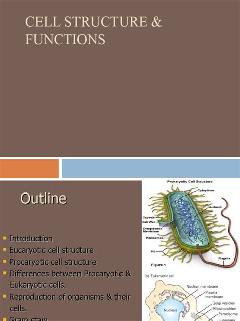 Dokumen Tips Cell Structure Functions Introduction Eucaryotic Cell Structure Pdf