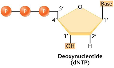 Lecture 7 Molecular Biology Techniques Ii Dna Sequencing And Pcr