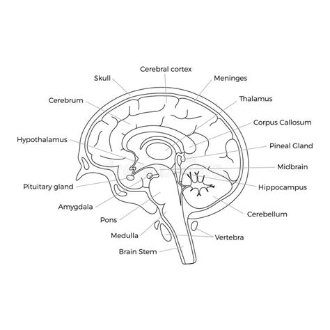 Brain Hippocampus Structure Stock Illustrations 402 Brain Hippocampus Structure Stock