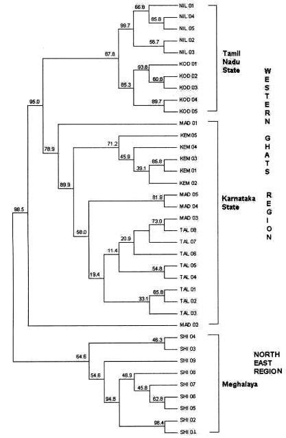 Phenogram Produced By Upgma Analysis Of 37 Individuals Of E Nitida