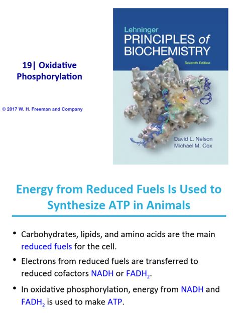 Lehninger Electrontransport Pdf Electron Transport Chain Adenosine Triphosphate