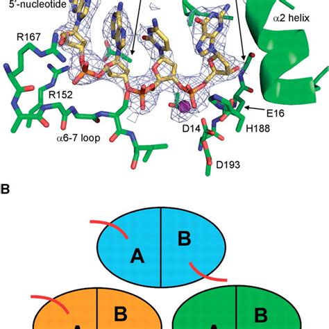 Trex1 Overall Structure A The Trex1 Homodimer Monomers Indicated In Download Scientific