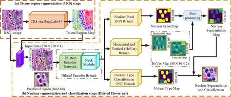 Trg Dilated Hover Net Outline A Stage One Trs Network For Assigning Download Scientific