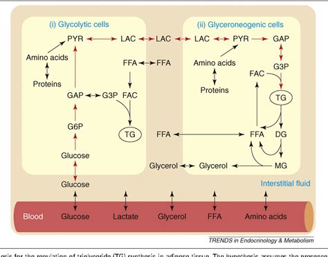 Figure 2 From Reassessing Triglyceride Synthesis In Adipose Tissue Semantic Scholar