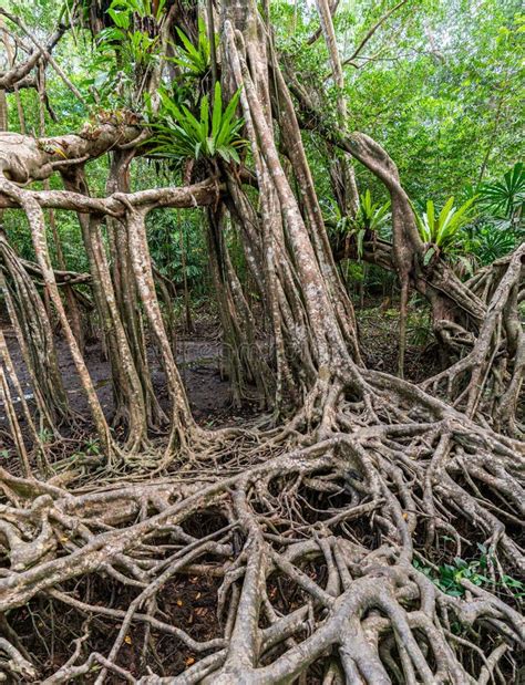 Massive Banyan Tree Root System In Rain Forest Sang Nae Canal Phang