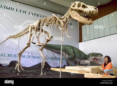 Beijing China The Skeleton Of A Tarbosaurus Bataar Returned From