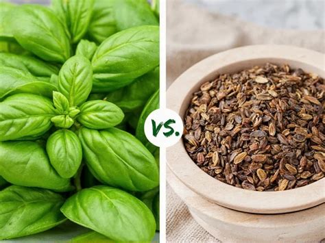 Fresh Vs Dried Basil The 3 1 Rule That Actually Matters And When It