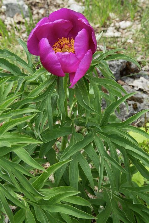 Common Peony Paeonia Officinalis Photograph By Bob Gibbons Science