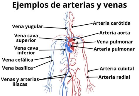 Circulatorio Significado Ficha