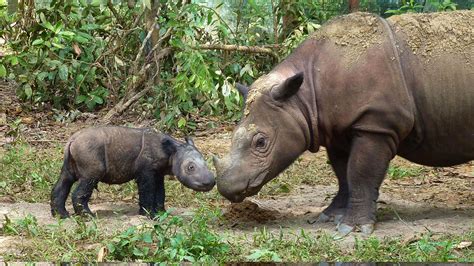 Download A Rhinoceros In Its Natural Habitat