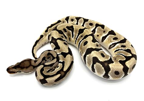 Fire Hidden Gene Woma Crypton Royal Constrictor Designs