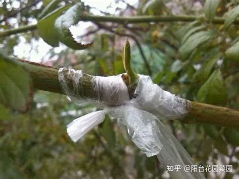 嫁接月季花告诉你个小绝招一年四季都能活变成老桩大花树 知乎