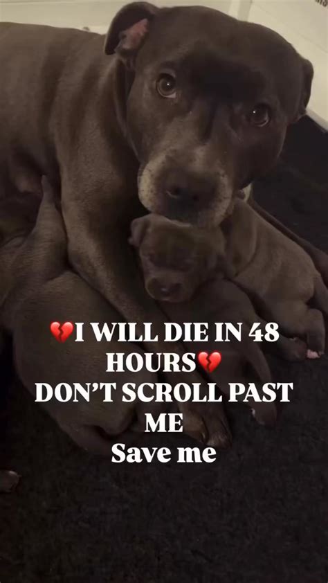 💔 Kimberly Has Only 48 Hours Left — Please Dont Let Her Die 💔 🆘