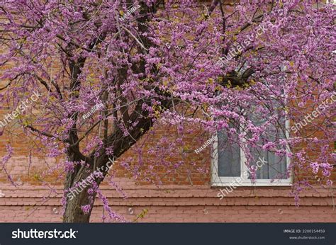 Flowering Tree Pink Flowers No Leaves Stock Photo Shutterstock