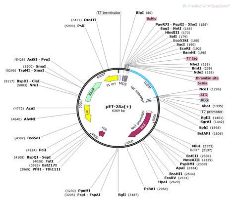 Computational Design Of A Chimeric Vaccine Against Plesiomonas Shigelloides Using Pan Genome And