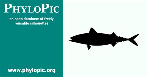 Scomber Scombrus Cc0 1 0 Phylopic