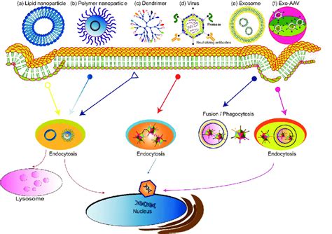 A Summary Of Gene Delivery Carriers Current Gene Delivery Carriers Download Scientific Diagram