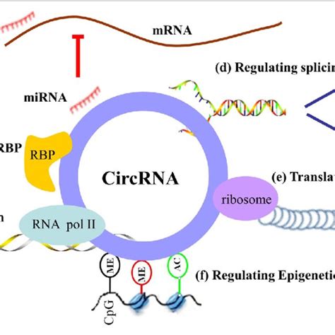 Schematic Of The Hifα Mrnas And Their Rna Binding Proteins Rbps Download Scientific Diagram