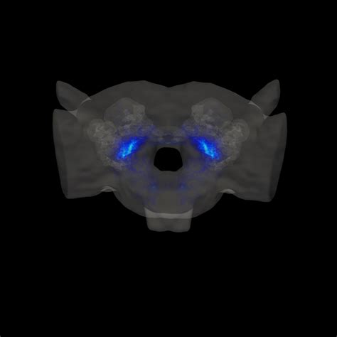 Volume Rendering — Swc2vtk 110 Documentation