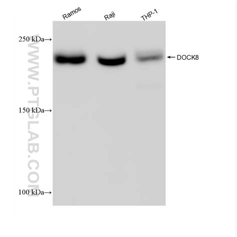 Dock8 Antibody 83270 2 Rr Proteintech