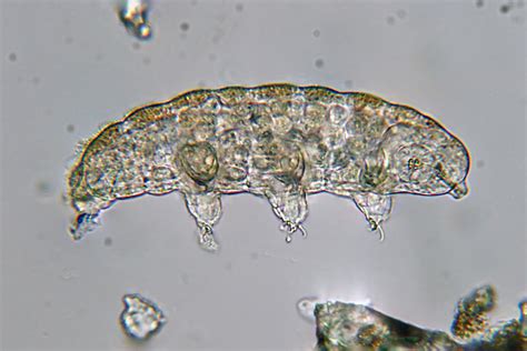 Tardigrade Microscope Tardigrades Tiny Water Bears Can Stand Being