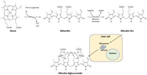 The Physiology Of Bilirubin Health And Disease Equilibrium PMC