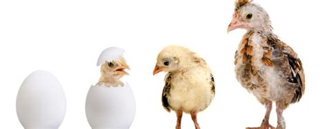 Broiler Chicken Growth Key Factors At Each Stage
