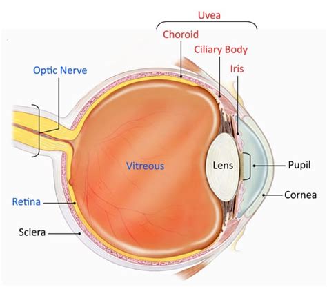 Uveitis Treatment And Symptoms Florida Eye