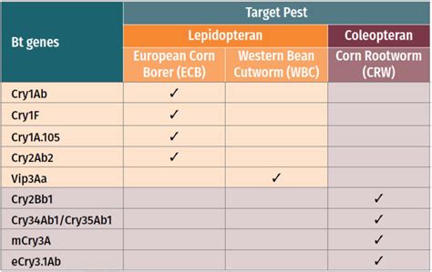Bt Corn 101 Manage Resistance Now