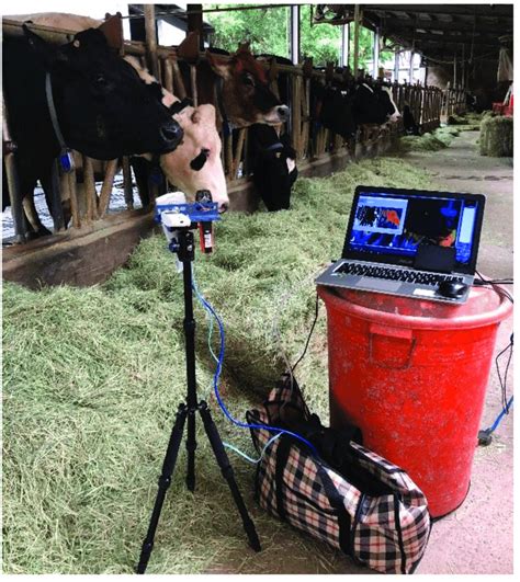 Photography Of The Experiment For Noninvasive Cattle Body Temperature