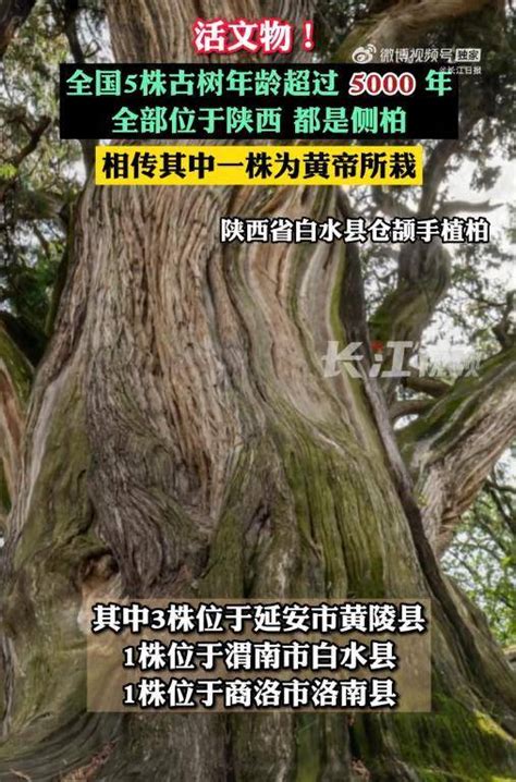 热搜第一！全国仅有5株5000岁古树，均在这一省！网友：见证了中华文明全国仅有5株5000岁古树树木年轮