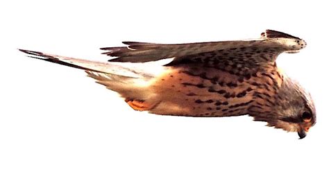 Eye On Nature Your Nature Queries For Ethna Viney The Irish Times