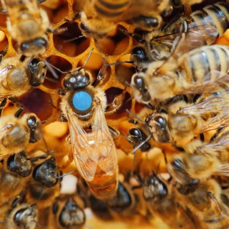 Queen Bee Colour Chart Uk